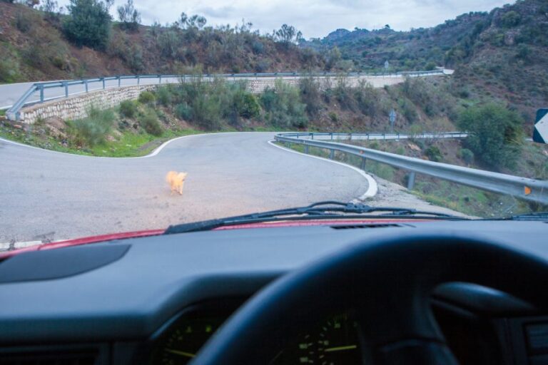 Dog Car Accident Laws: What Drivers Need To Understand - American ...